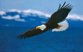 Home Swift Eagle Charitable Foundation